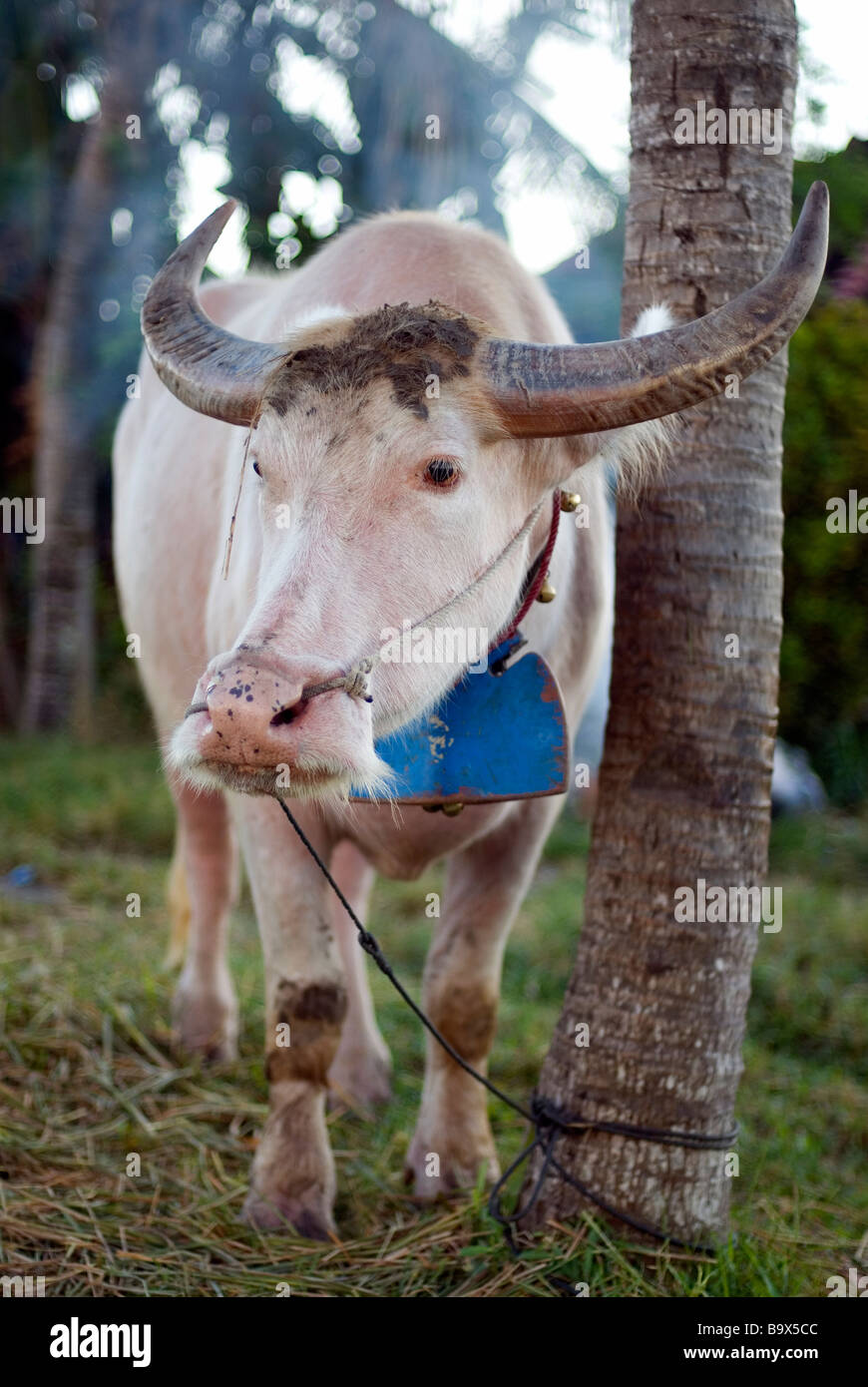 White buffalo hi-res stock photography and images - Alamy