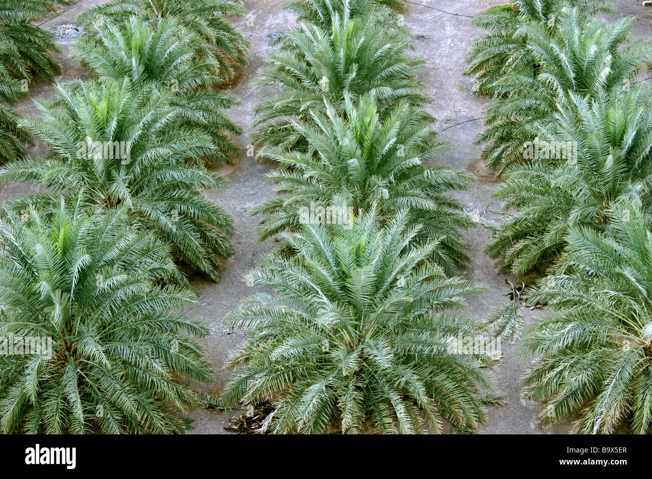 Dattelplantage hi-res stock photography and images - Alamy