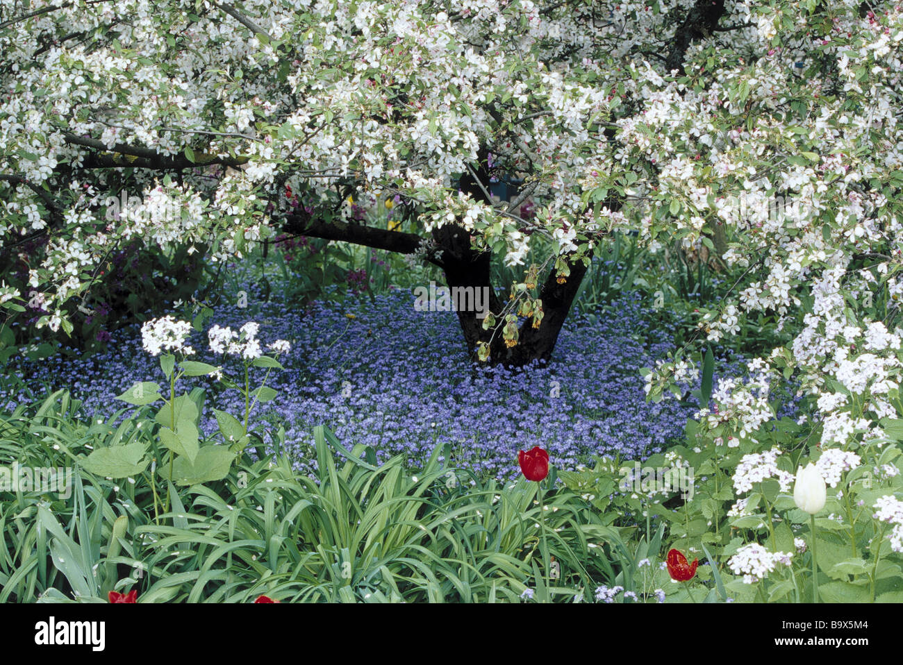 Zierapfelbaum hi-res stock photography and images - Alamy