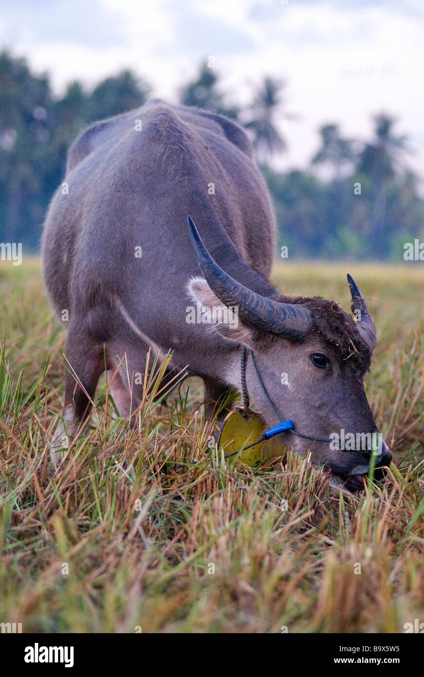Buffalo grazing on a Balinese dawn Stock Photo - Alamy