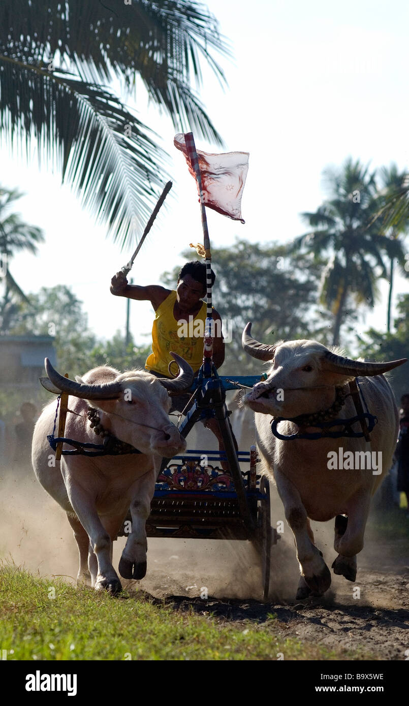 Balinese buffalo chariot racing is unique to western Bali Stock Photo ...