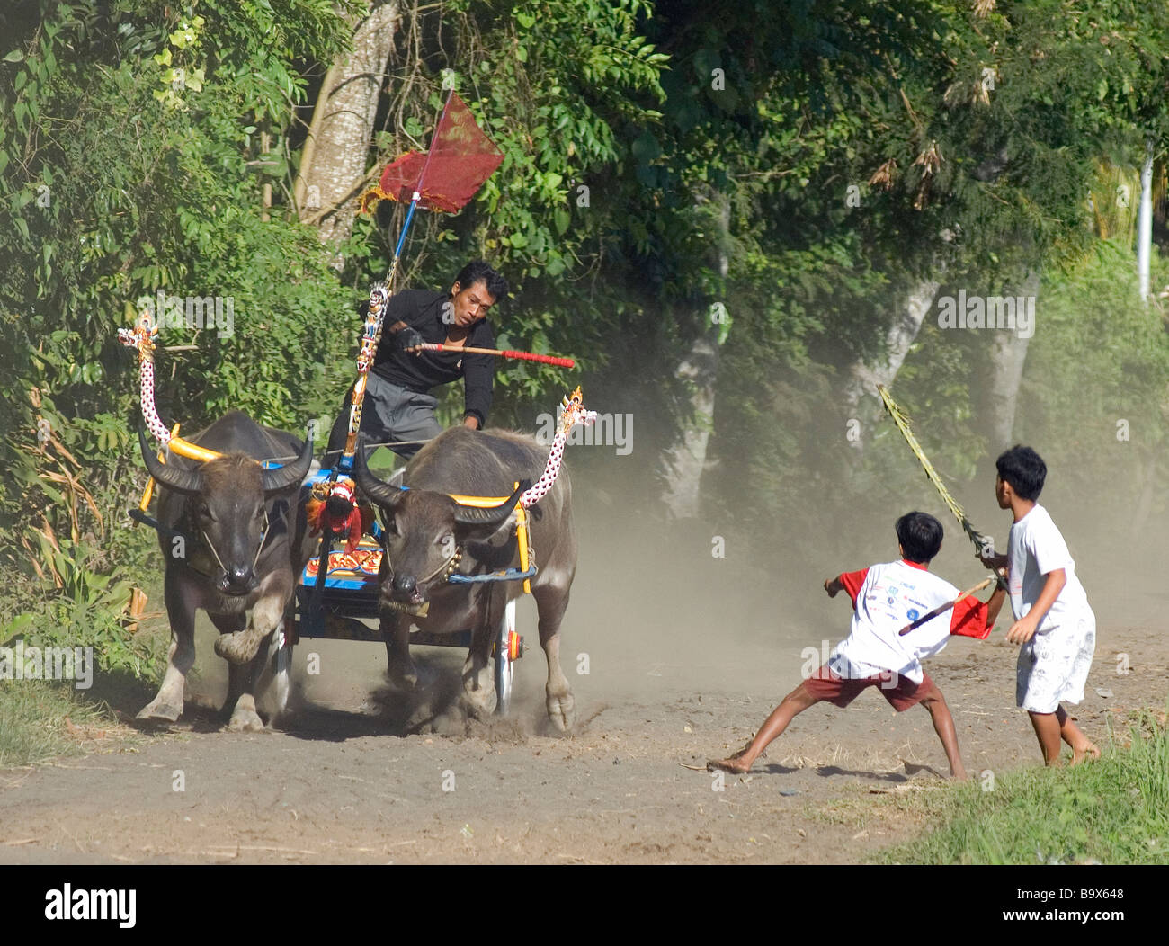 Balinese buffalo chariot racing is unique to western Bali Stock Photo ...