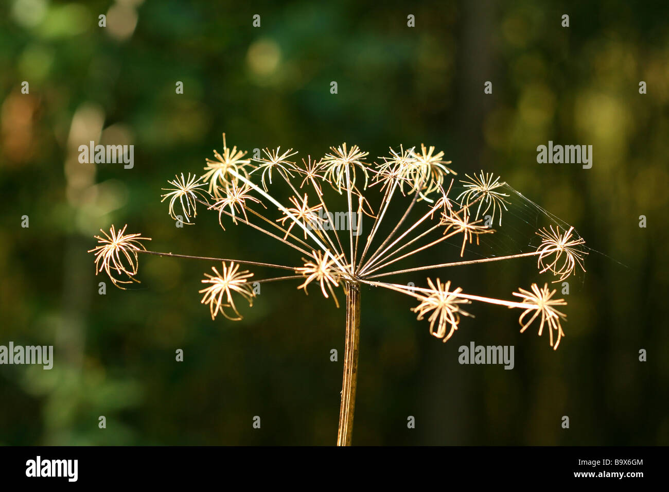 This Hogweed head and stem caught the Autumn sunshine at the end of its ...