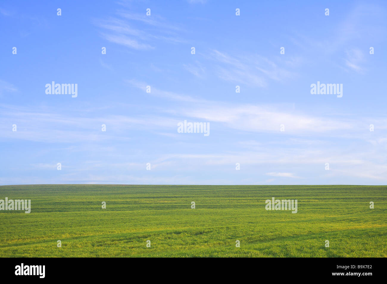 Nature background Green grass field against a blue sky with wispy white ...