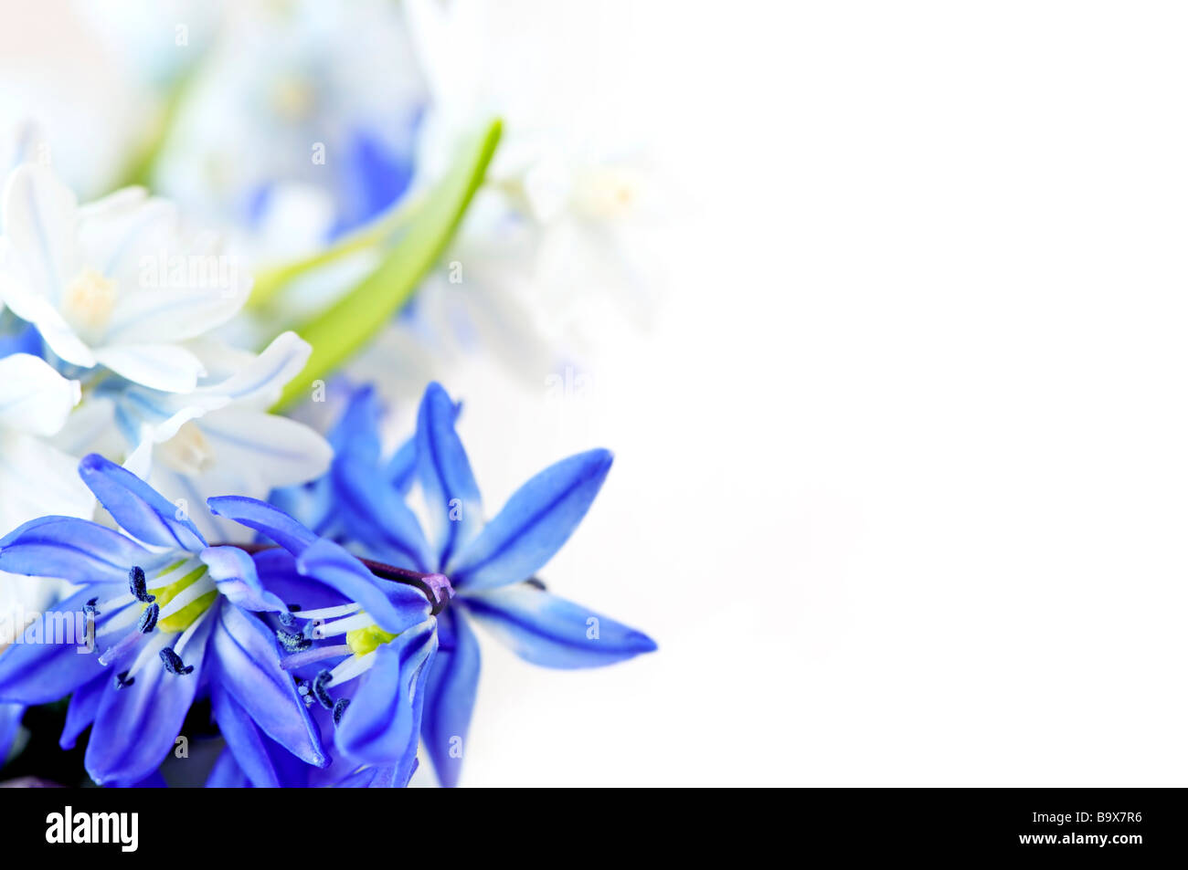 Floral background of first spring flowers close up Stock Photo - Alamy
