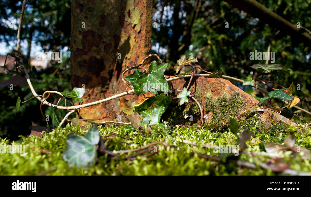 Ground ivy weed hi-res stock photography and images - Alamy