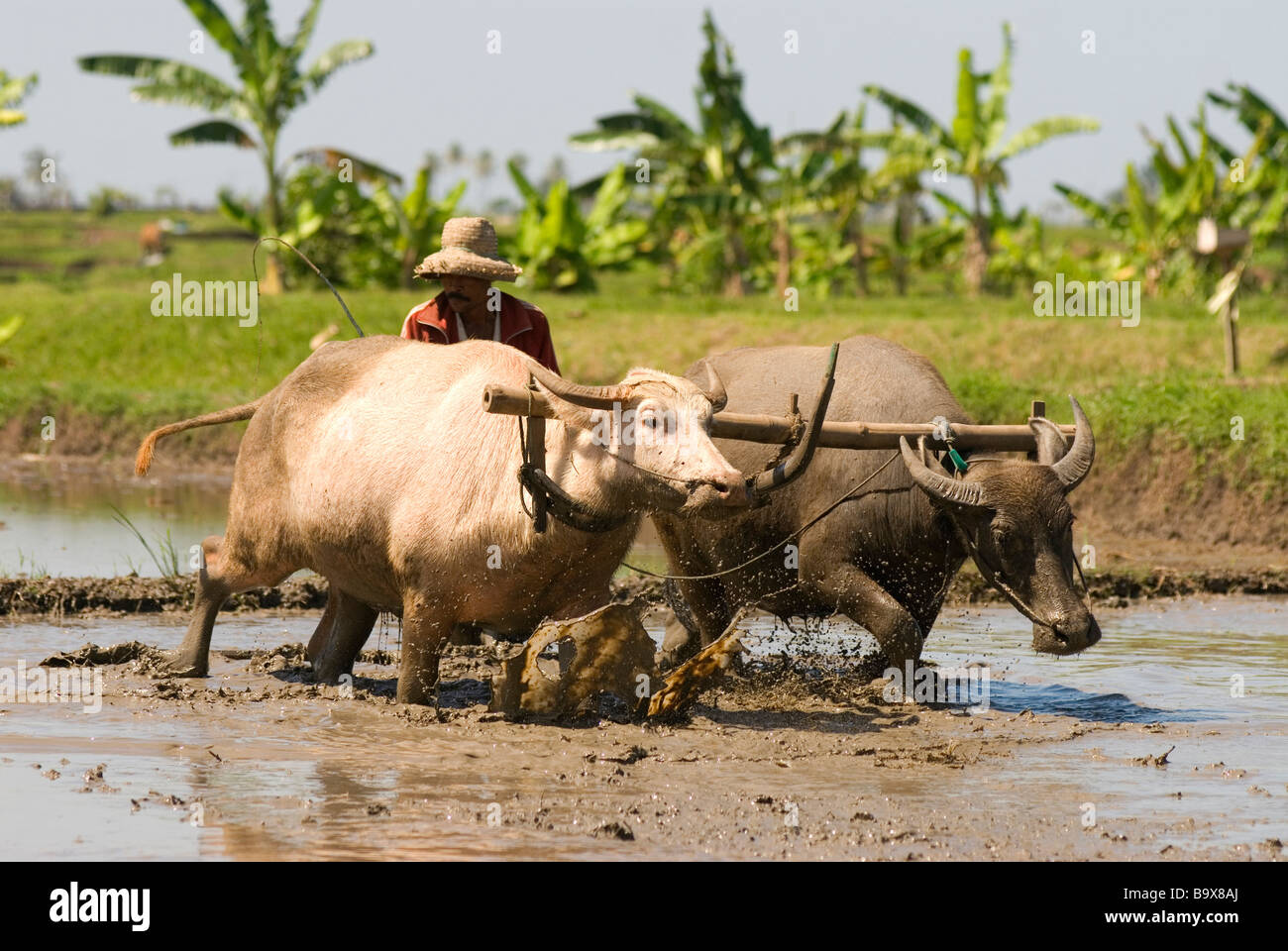 Buffalo at work in a Balines paddyfield Stock Photo - Alamy