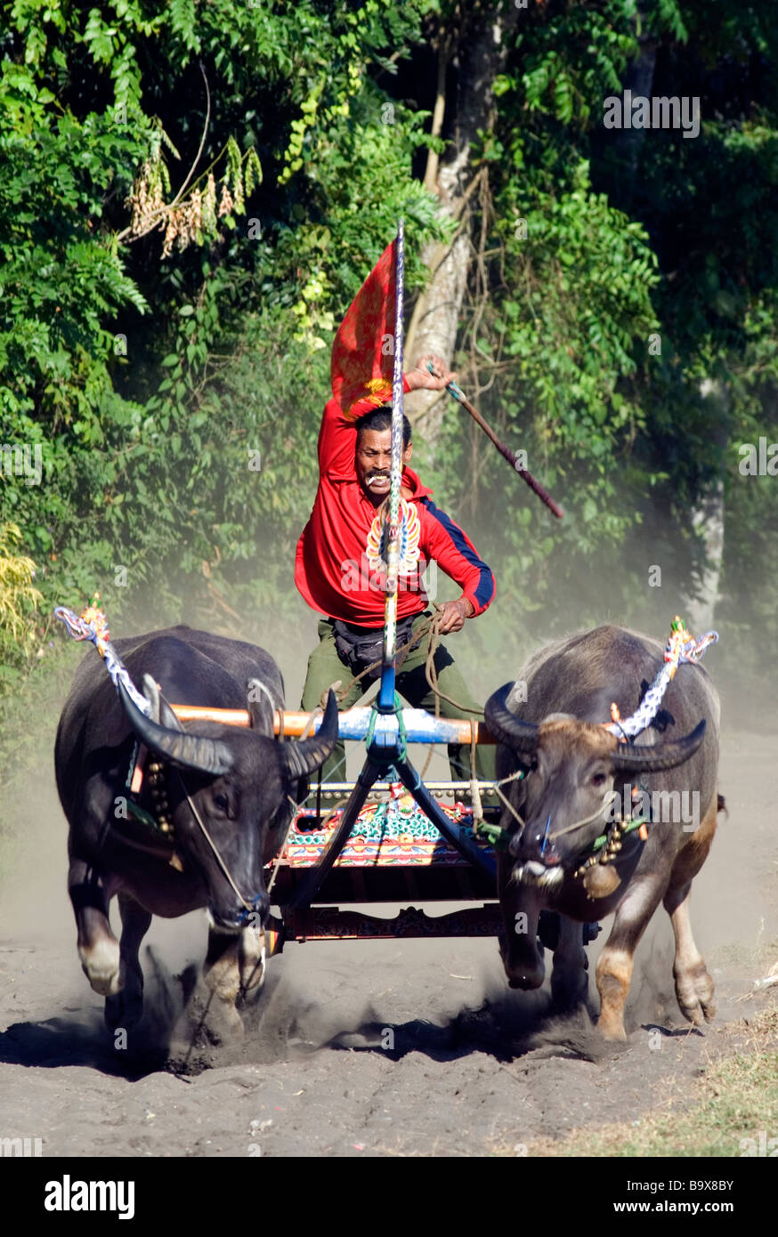 Balinese buffalo chariot racing is unique to western Bali Stock Photo ...