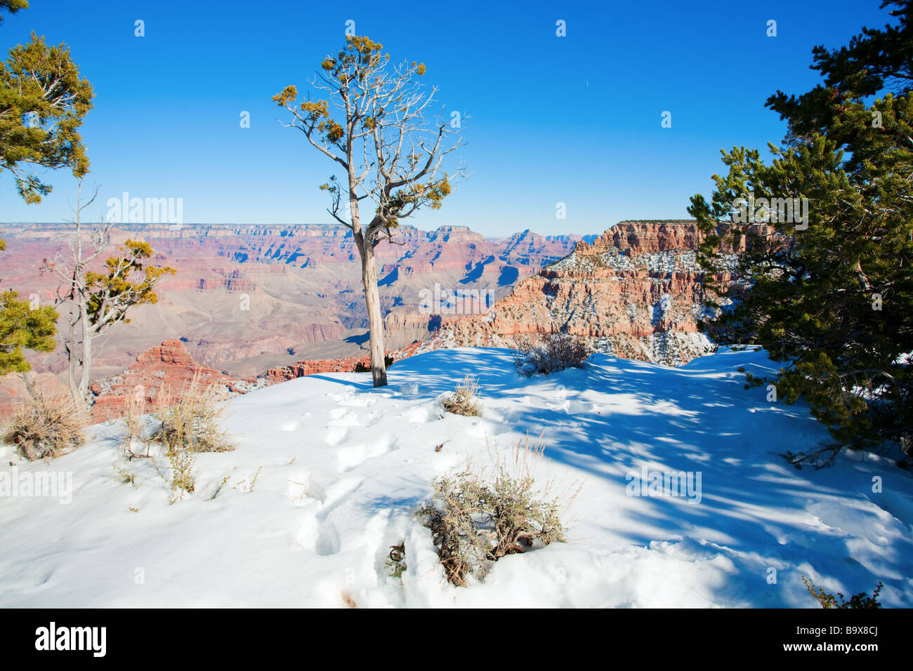 Winter scene with a lone tree Stock Photo - Alamy