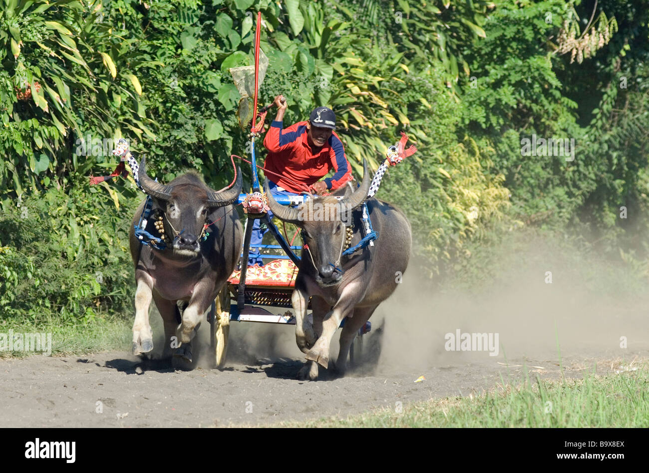 Balinese buffalo chariot racing is unique to western Bali Stock Photo ...