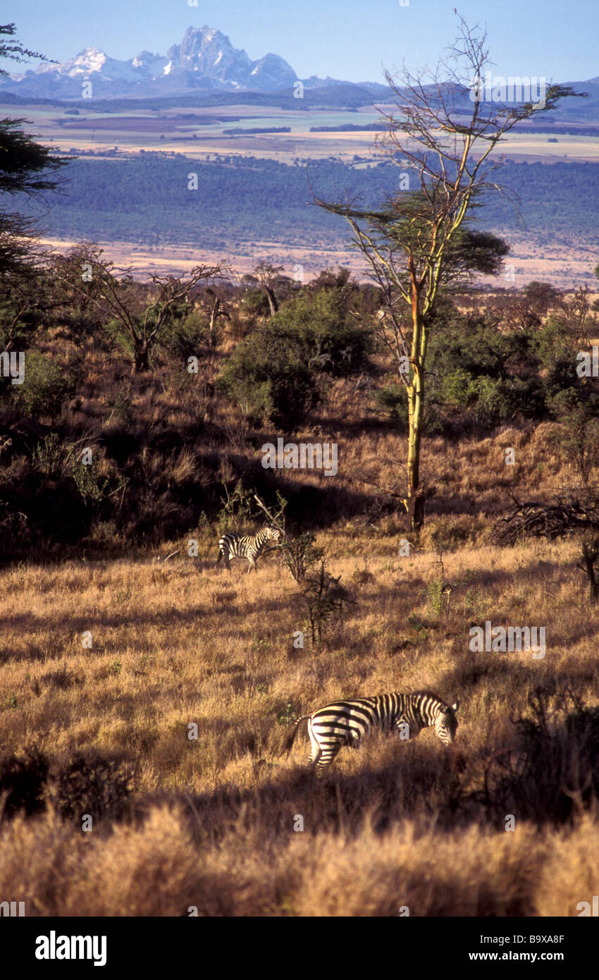 lewa downs and mount kenya kenya Stock Photo - Alamy