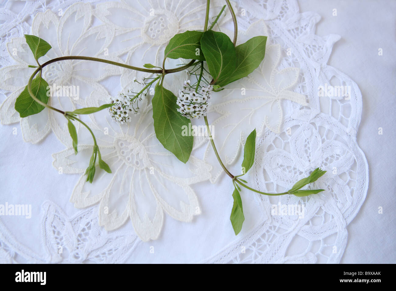 Curving vines hi-res stock photography and images - Alamy