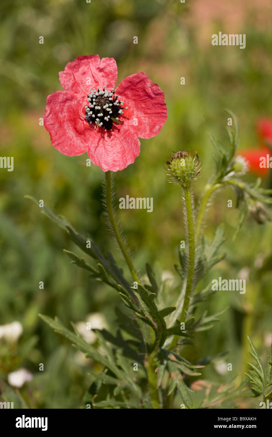 Poppy fruit hi-res stock photography and images - Alamy