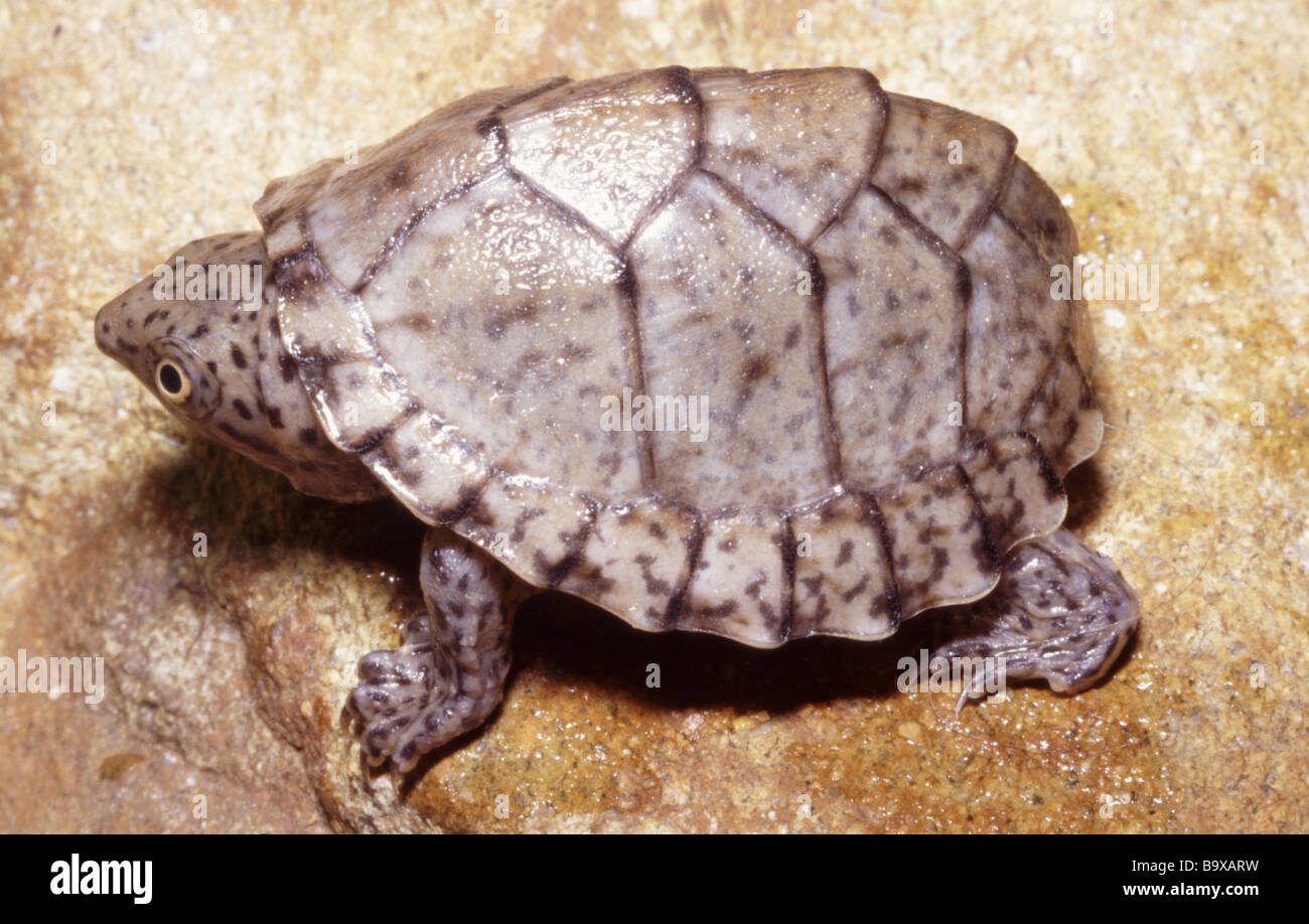 Razorback musk turtle hi-res stock photography and images - Alamy