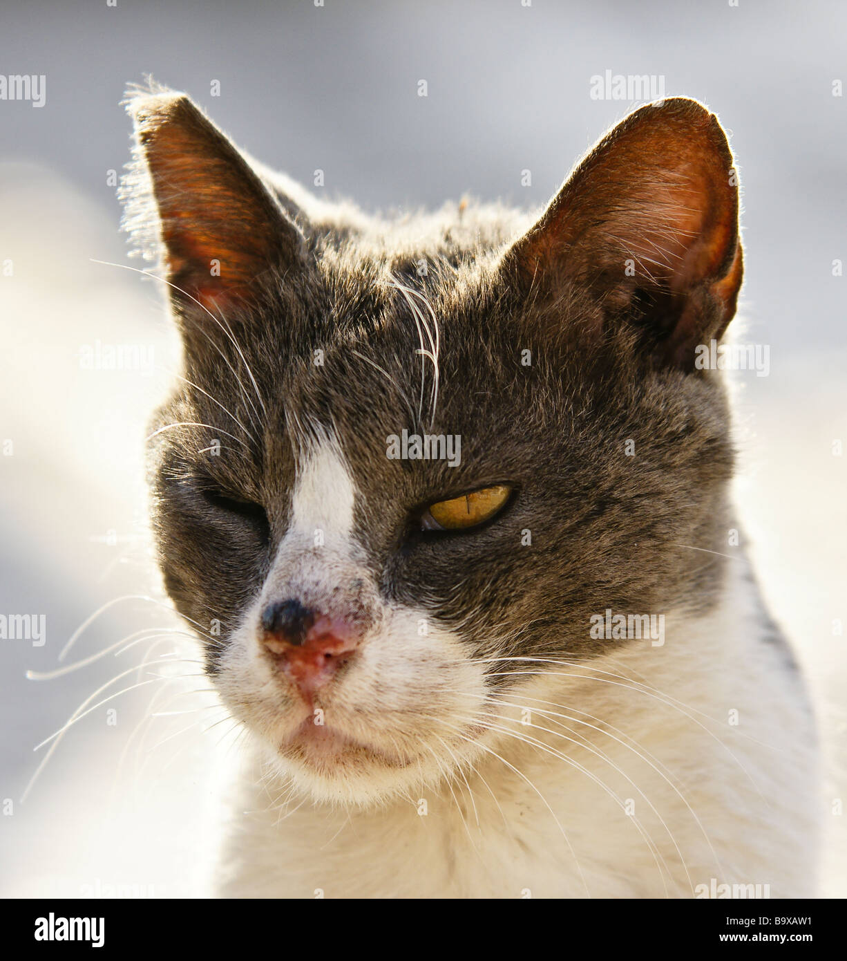 Israeli street fighting cat Stock Photo - Alamy