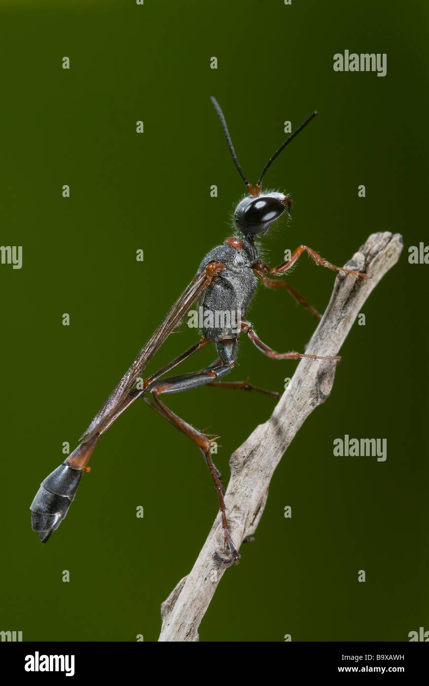 Side view of a single Thread-waisted wasp (Ammophila ferrugineus ...