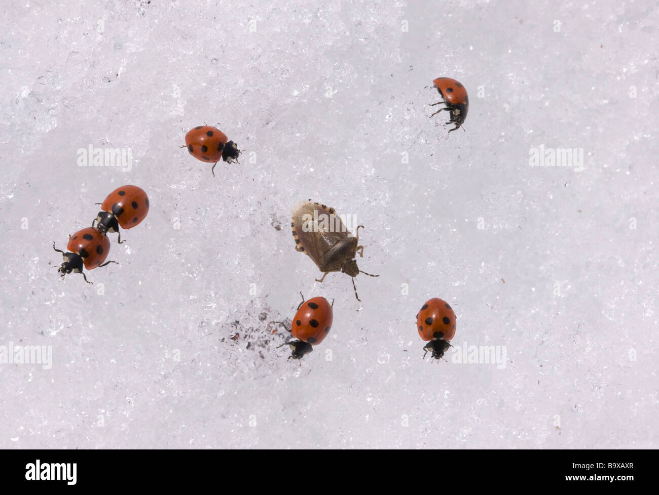 7-spot ladybirds Coccinella septempunctata gathered en masse in the ...