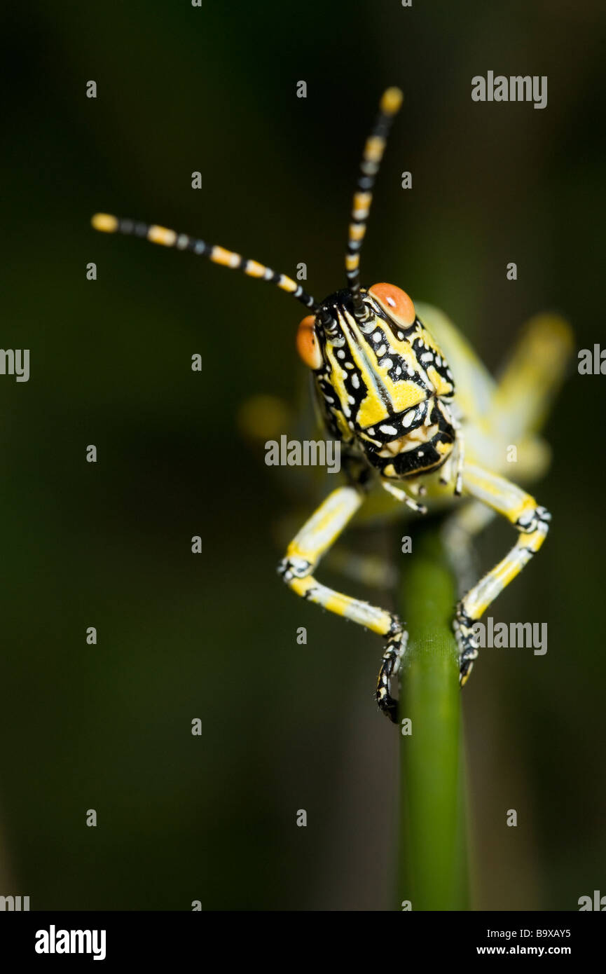 Grasshopper close up facing camera hi-res stock photography and images ...