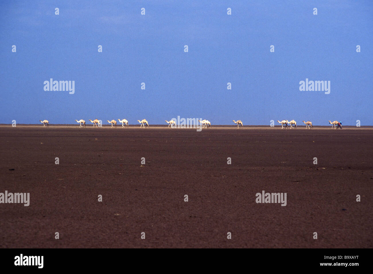 camel train chalbi desert kenya africa Stock Photo - Alamy