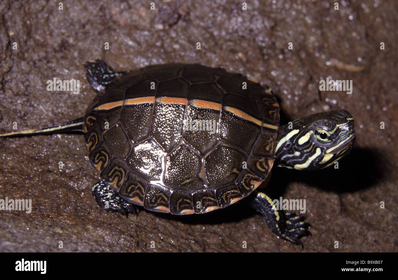 Painted turtle (Chrysemys picta dorsalis Stock Photo - Alamy