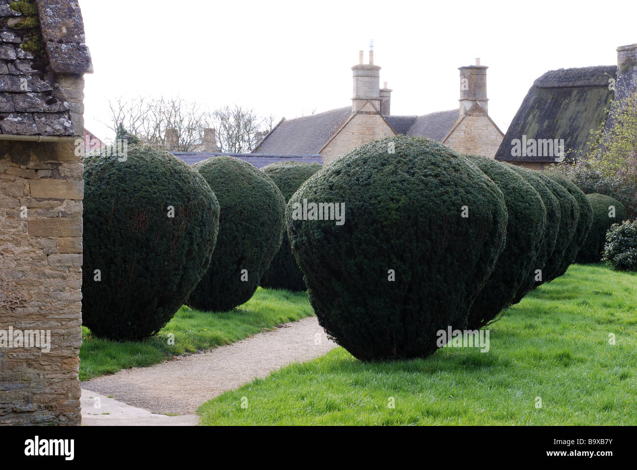 Yew tree trees yews hi-res stock photography and images - Alamy