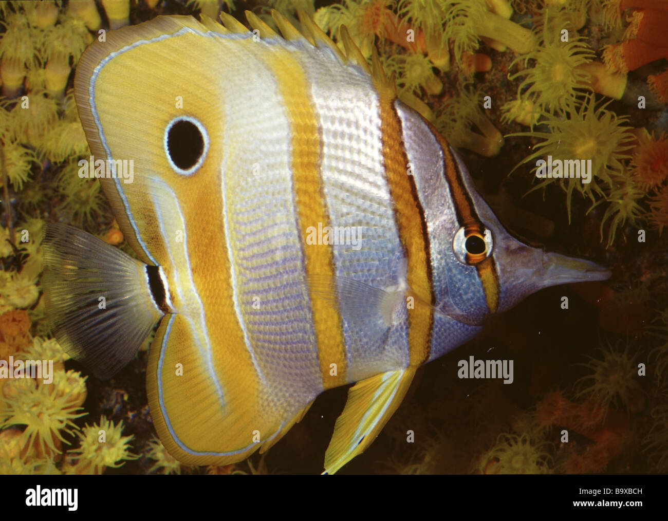 Copper-banded butterflyfish (Chelmon rostratus Stock Photo - Alamy
