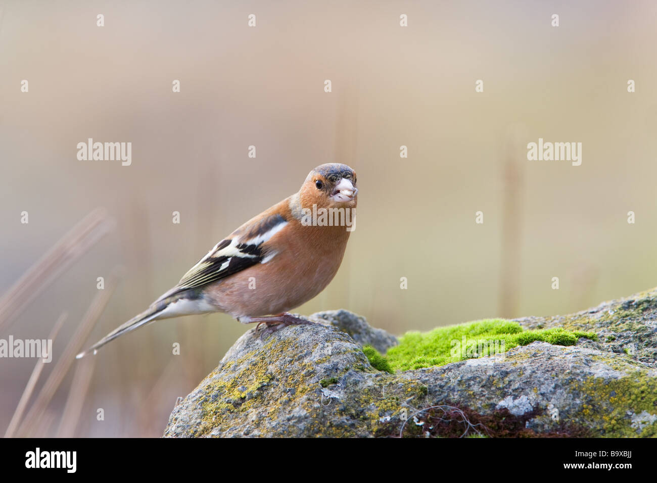 Chaffinch Frigilla colebs adult male in non-breeding plumage perched on ...