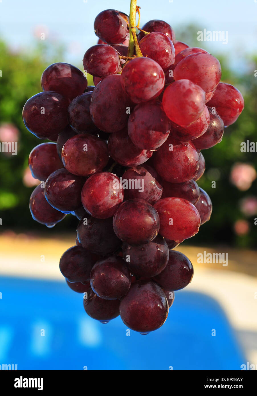 Red grapes by the swimming pool Stock Photo - Alamy