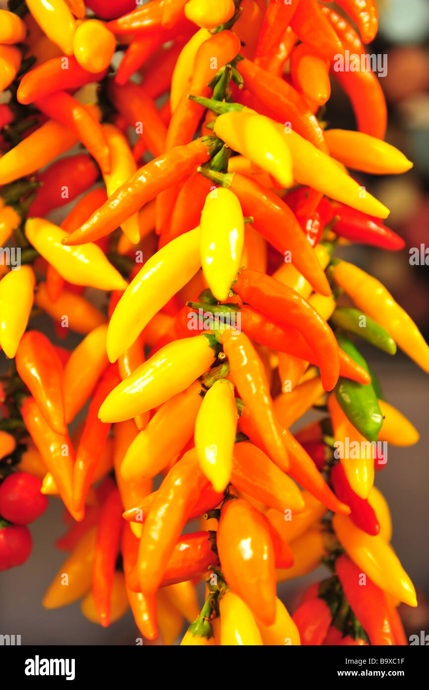 Bunch of colourful red and yellow chilli pods Stock Photo - Alamy