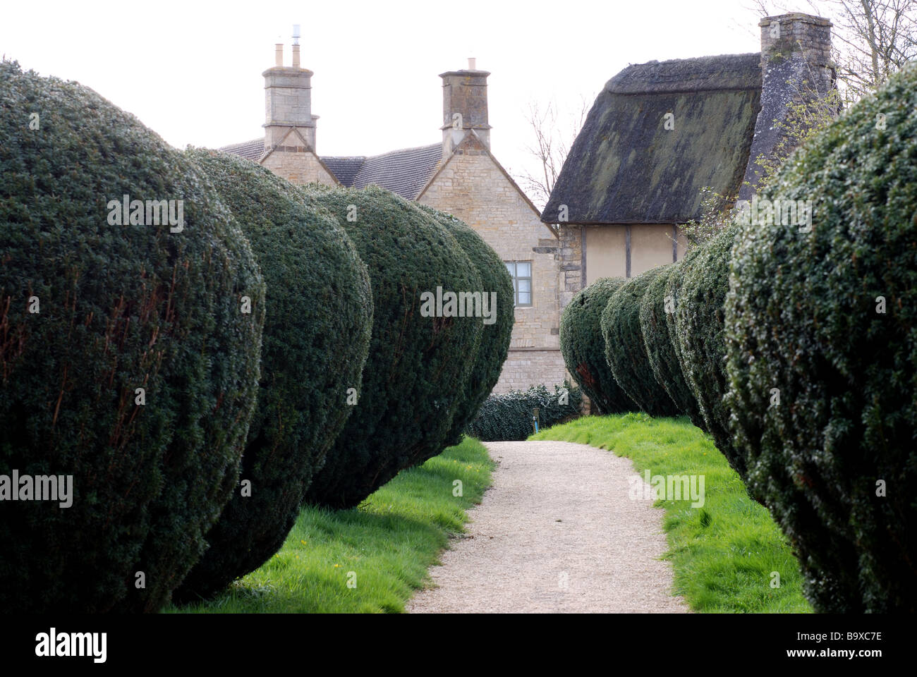 Clipped yews in St.Peter and St.Paul`s churchyard, Long Compton ...