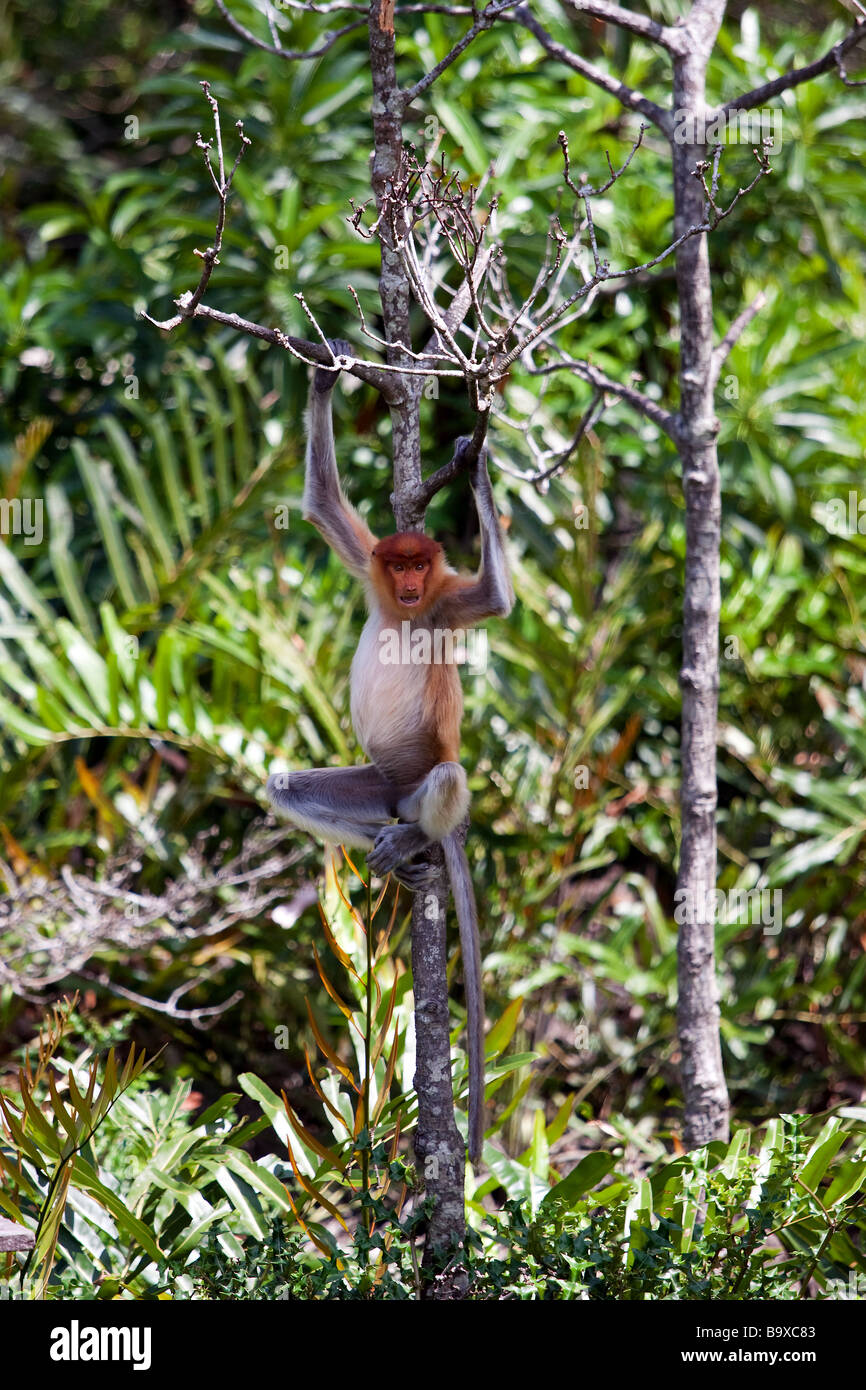 Male proboscis monkey hanging from a mangrove tree making an alarm call ...