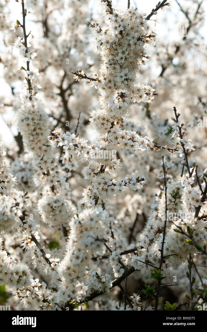 Blackthorn, sloe, in flower Stock Photo - Alamy