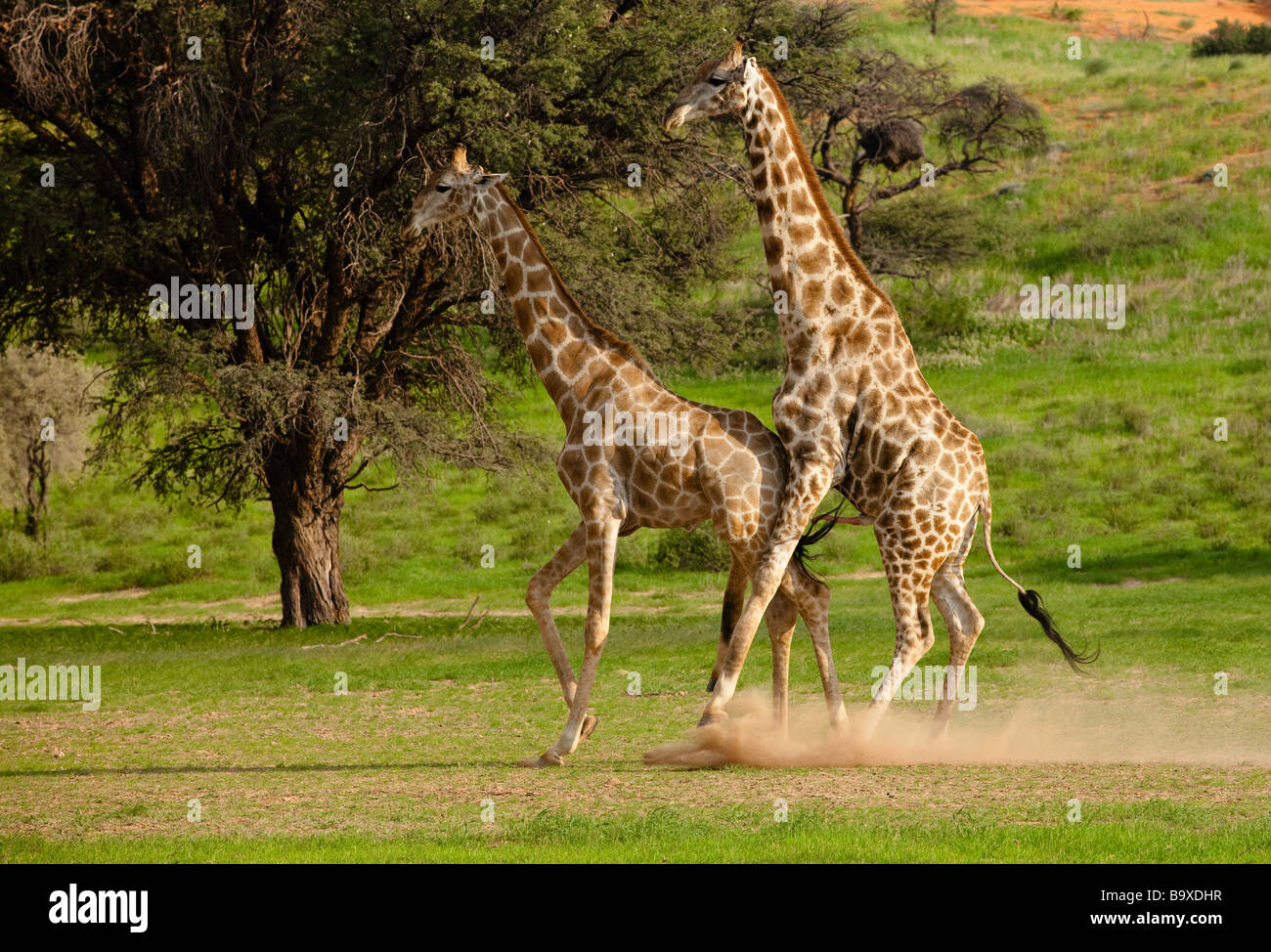 Giraffe mating not seal hi-res stock photography and images - Alamy