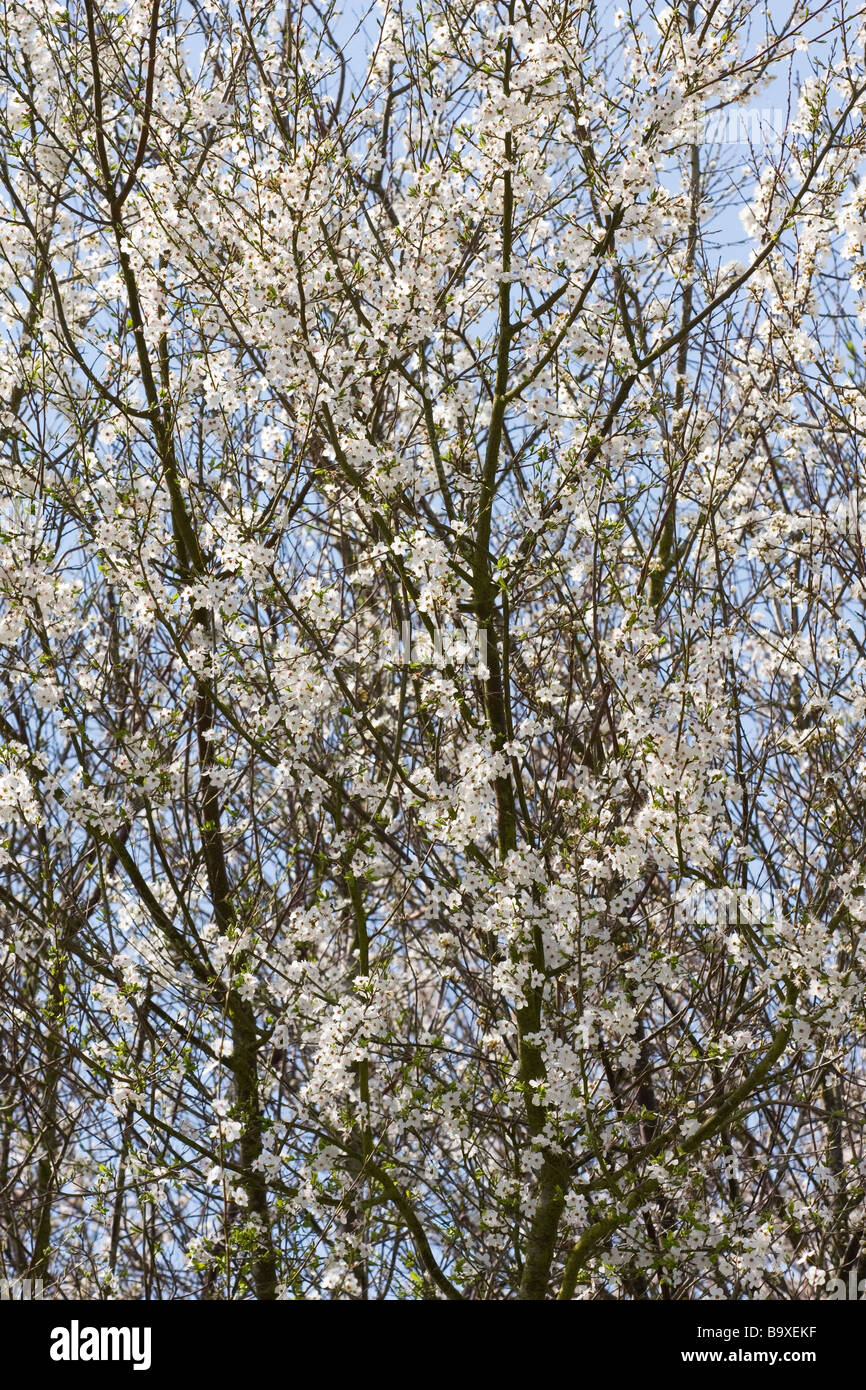 May Tree (Crataegus monogyna) in bloom in Spring in Sussex, England, UK ...
