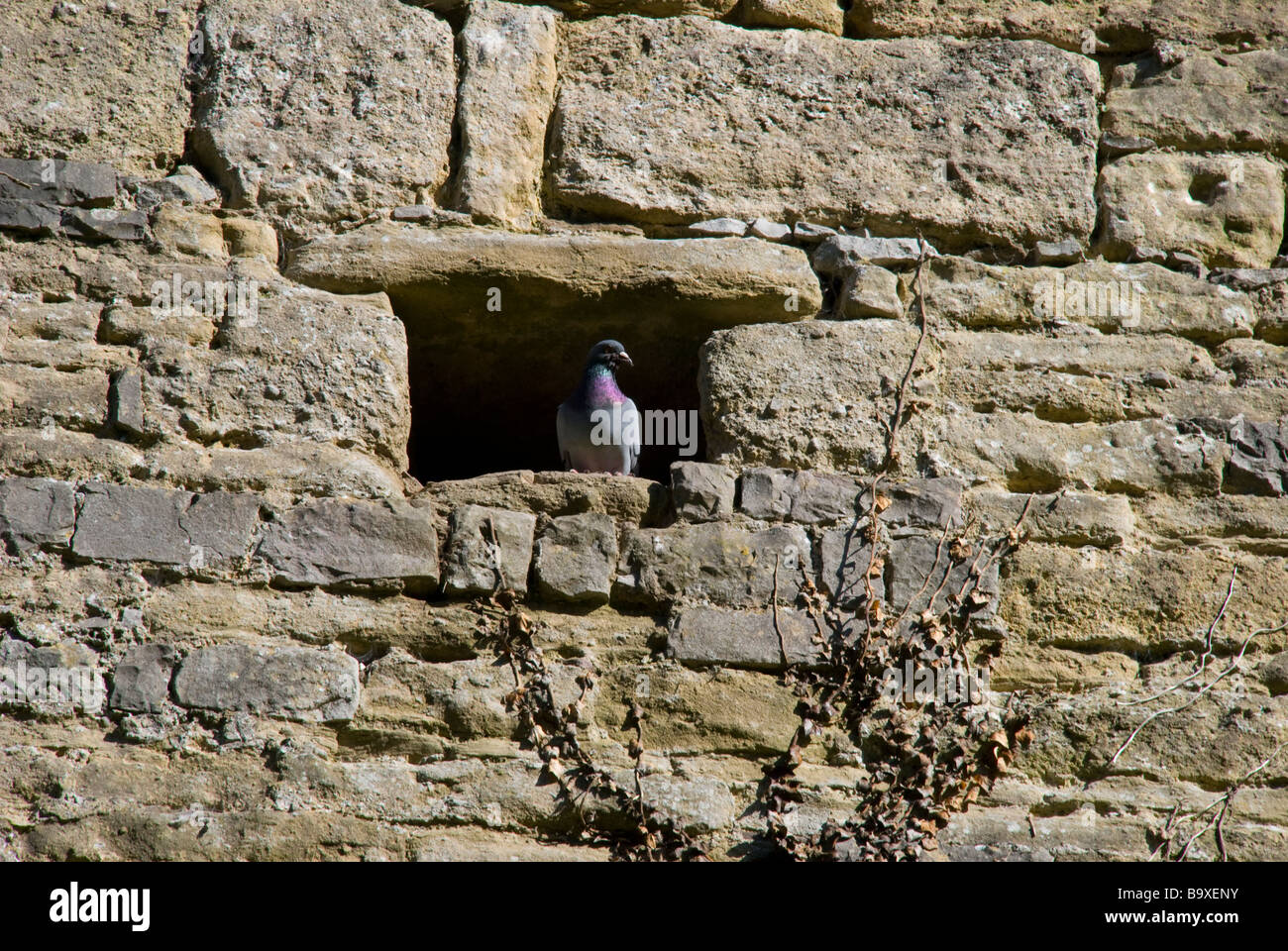 pigeon castle hole wall window nest protect wales welsh sun look out ...
