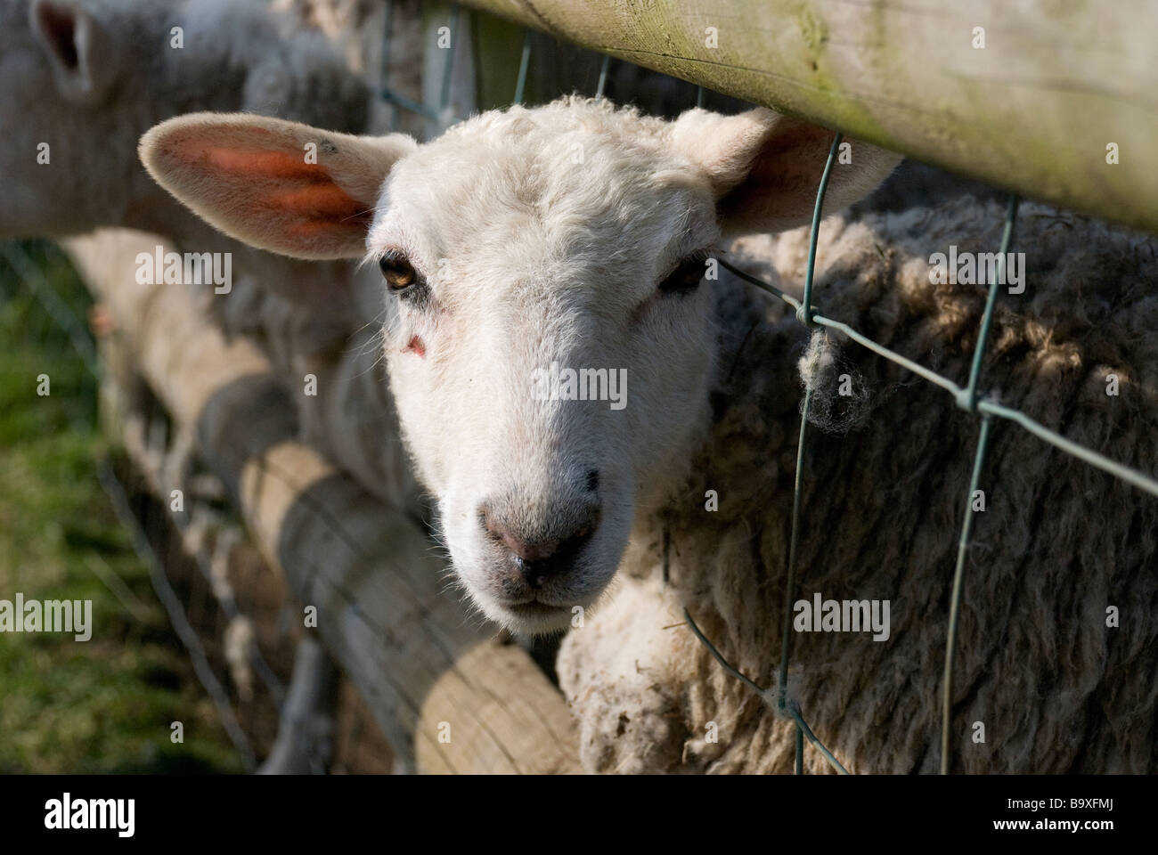 sheep fence farm nose wool eye ears wire poke through pen gate farmer ...