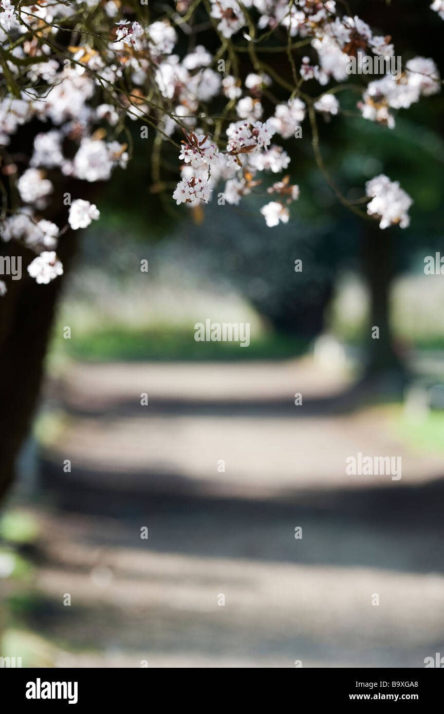 Cherry blossom over a pathway in the english countryside. Moreton-in ...