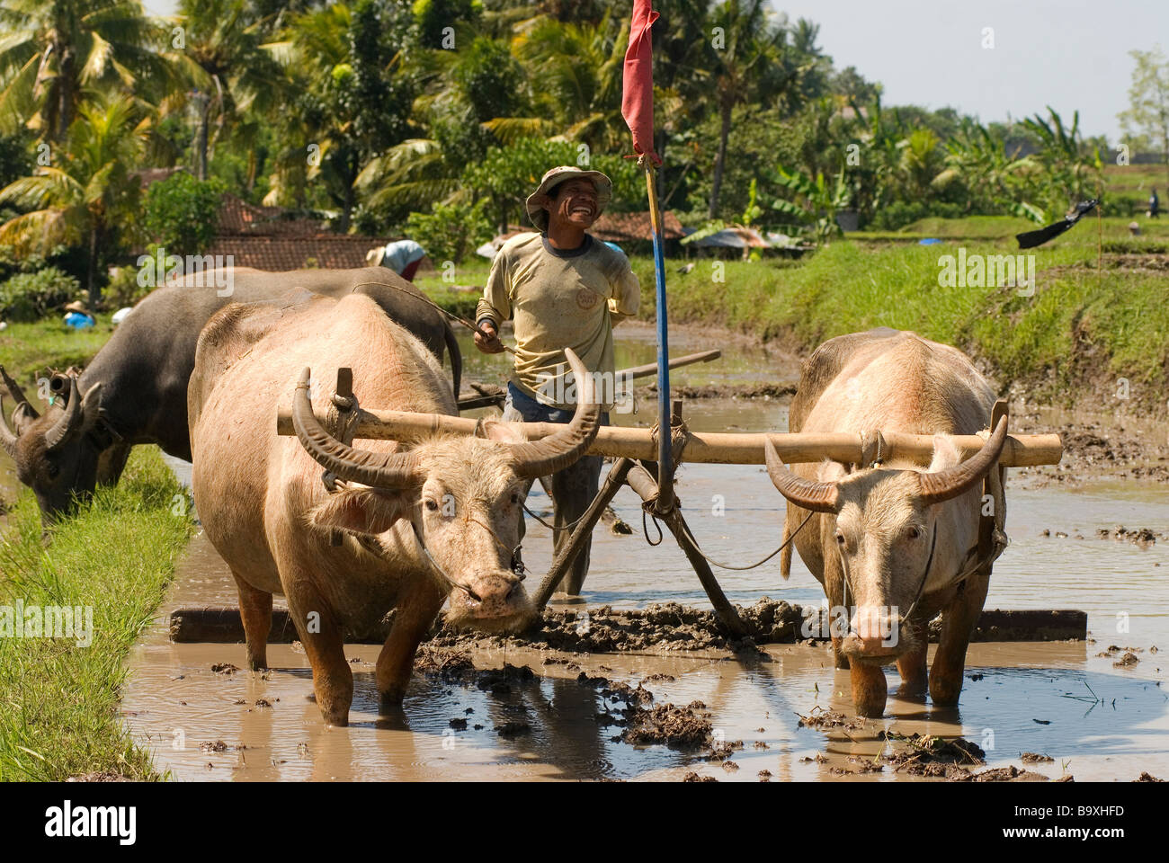 Buffalo at work in a Balinese paddyfield Stock Photo - Alamy
