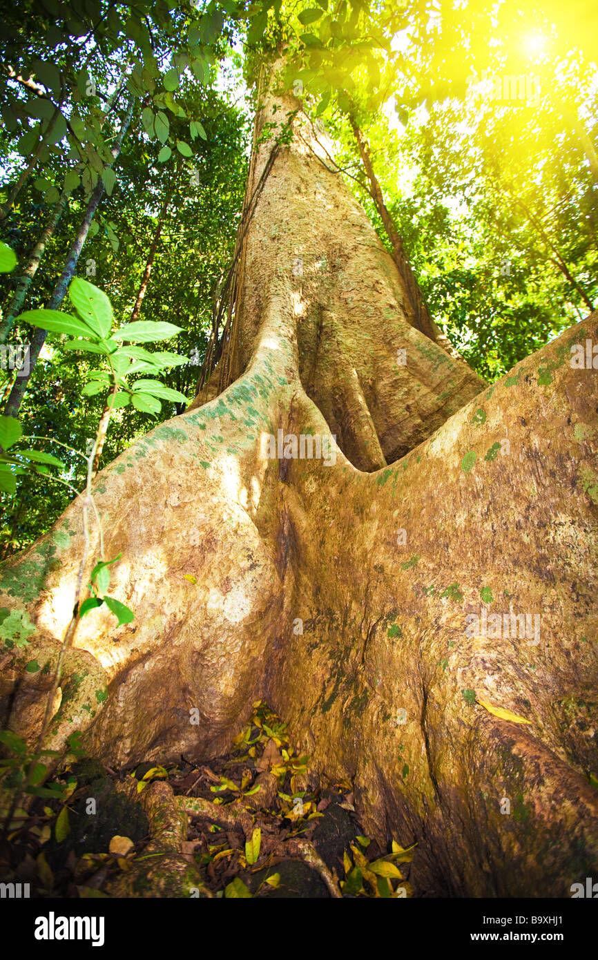 Lagerstroemia tomentosa hi-res stock photography and images - Alamy