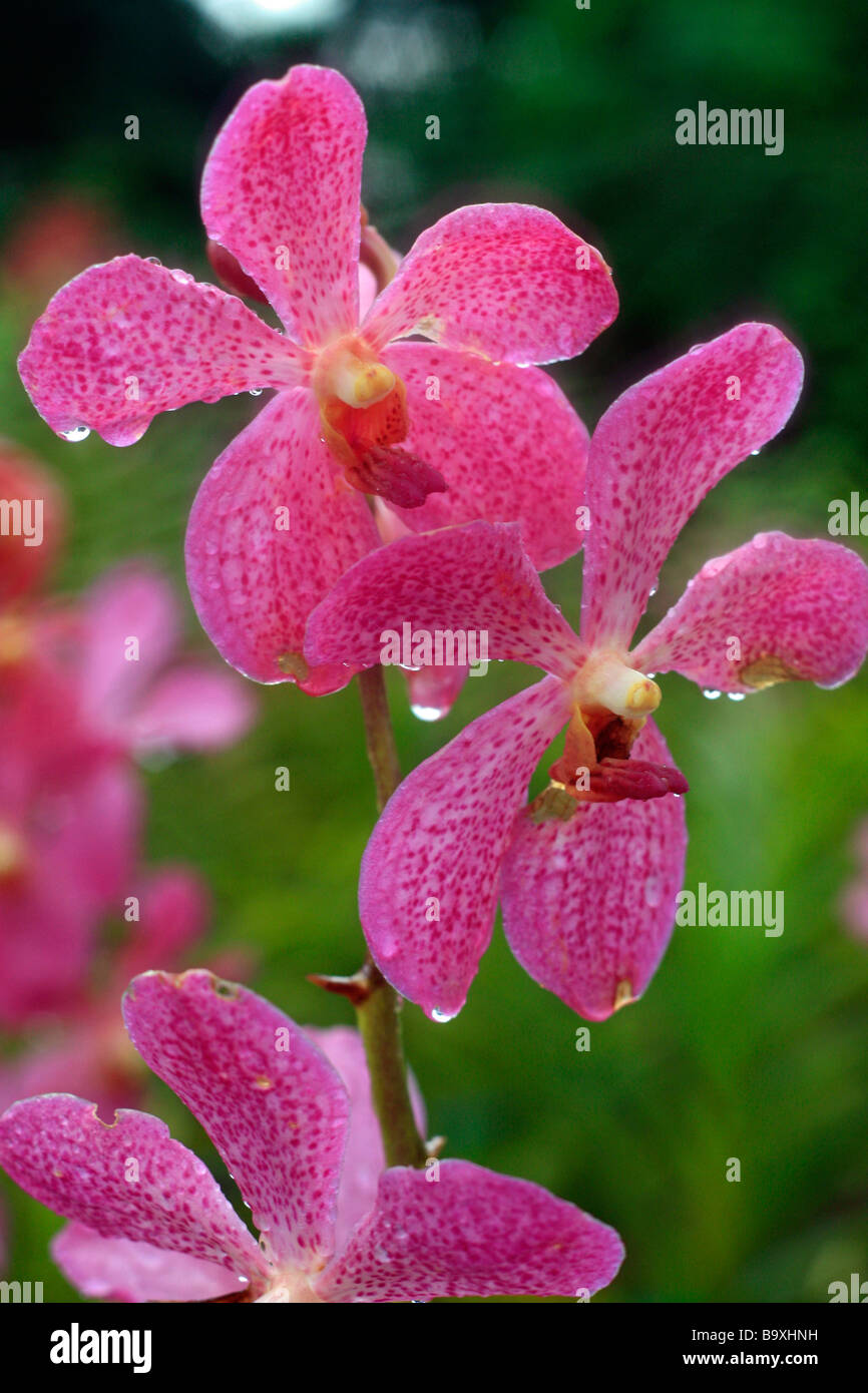 Orkid hi-res stock photography and images - Alamy