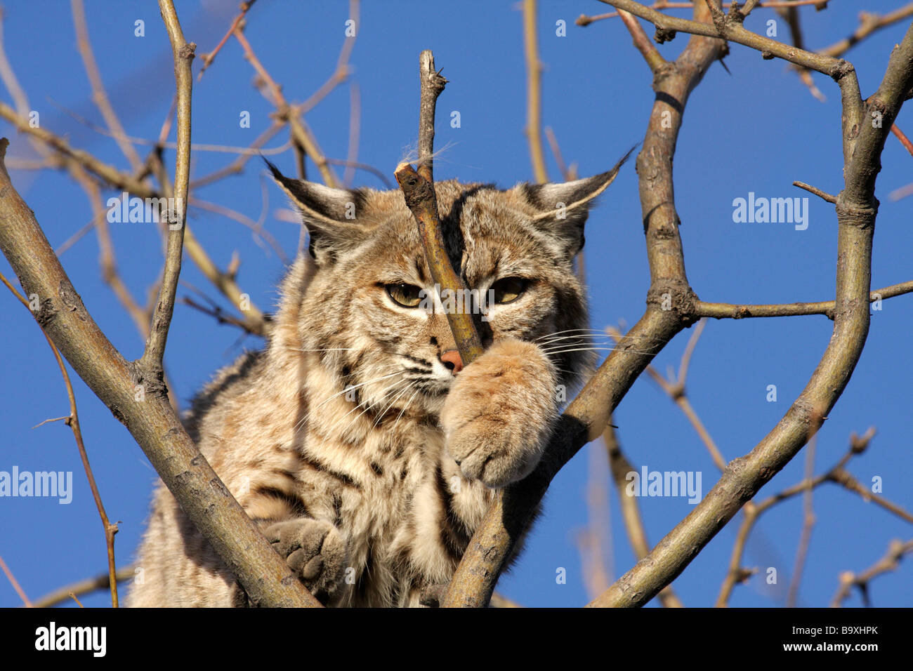 Adult bobcat up a tree hi-res stock photography and images - Alamy
