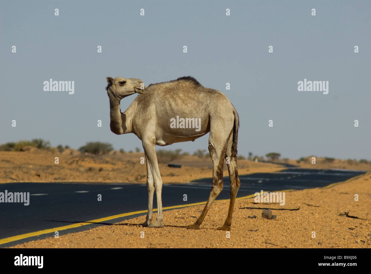 Camel on a desert road north of Khartoum Stock Photo - Alamy