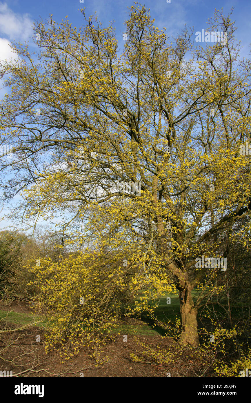 Japanese Cornel or Japanese Cornelian Cherry, Cornus officinalis ...