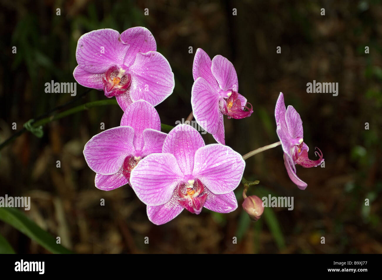 Orchid hybrids on dislplay at the Rainforest Discovery Centre Sepilok ...