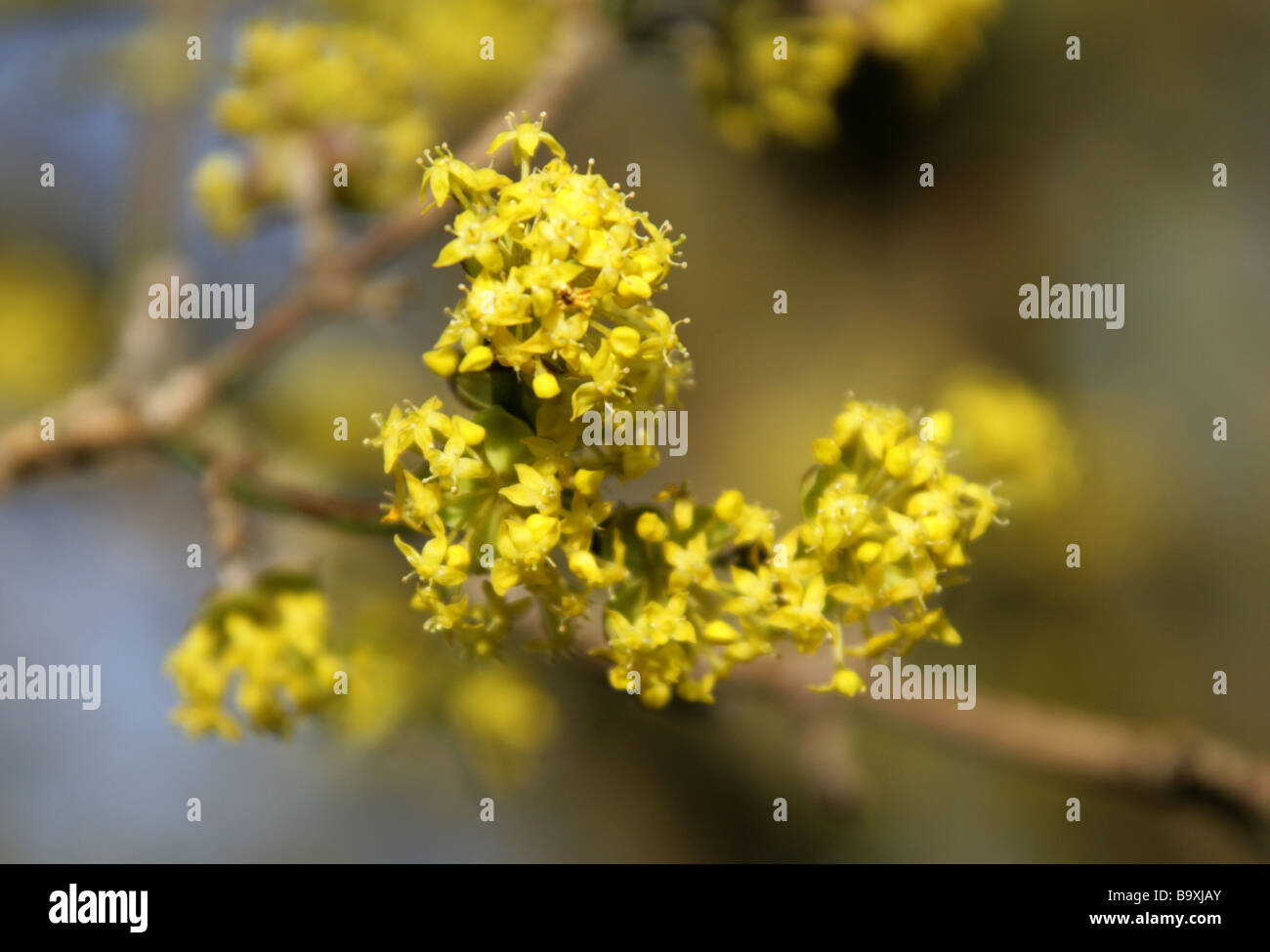 Japanese Cornel or Japanese Cornelian Cherry, Cornus officinalis ...