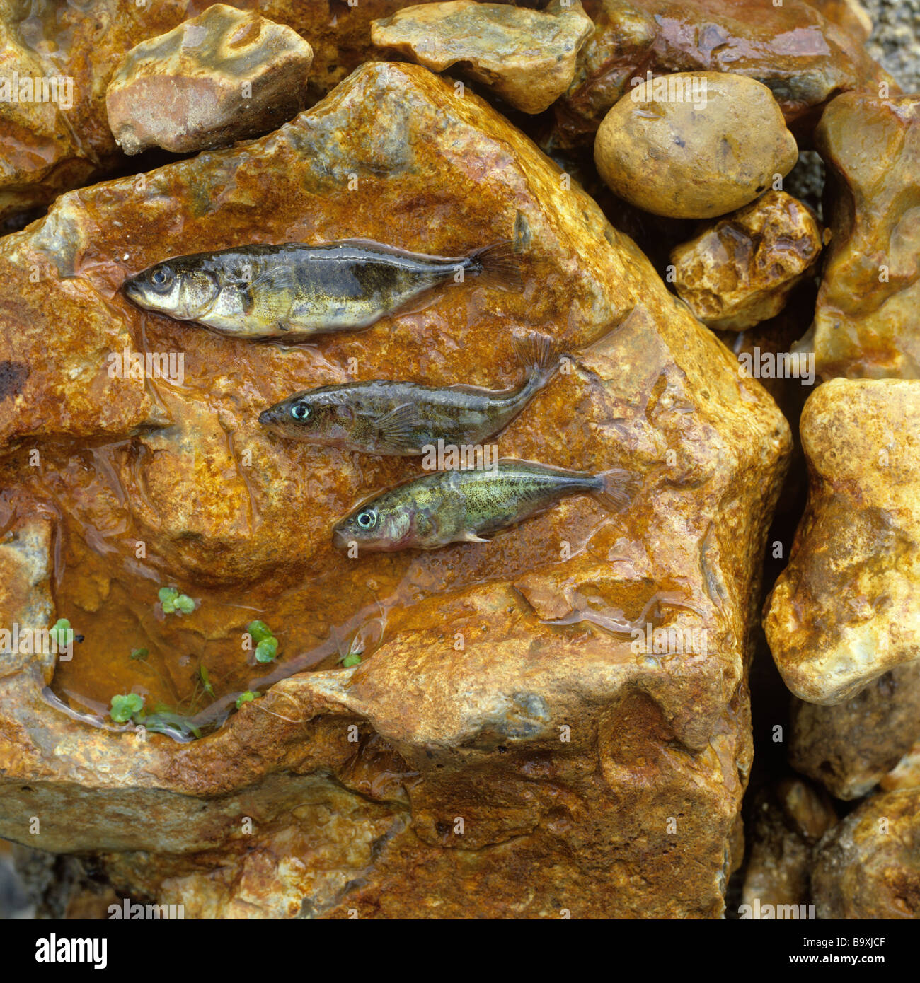 River chess uk hi-res stock photography and images - Alamy