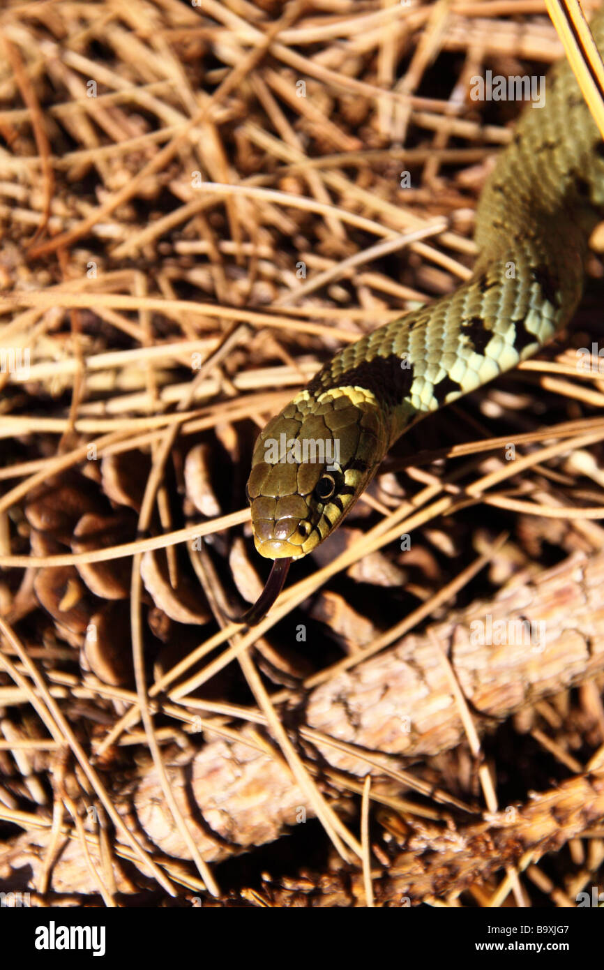 Grass snake natrix natrix hi-res stock photography and images - Alamy