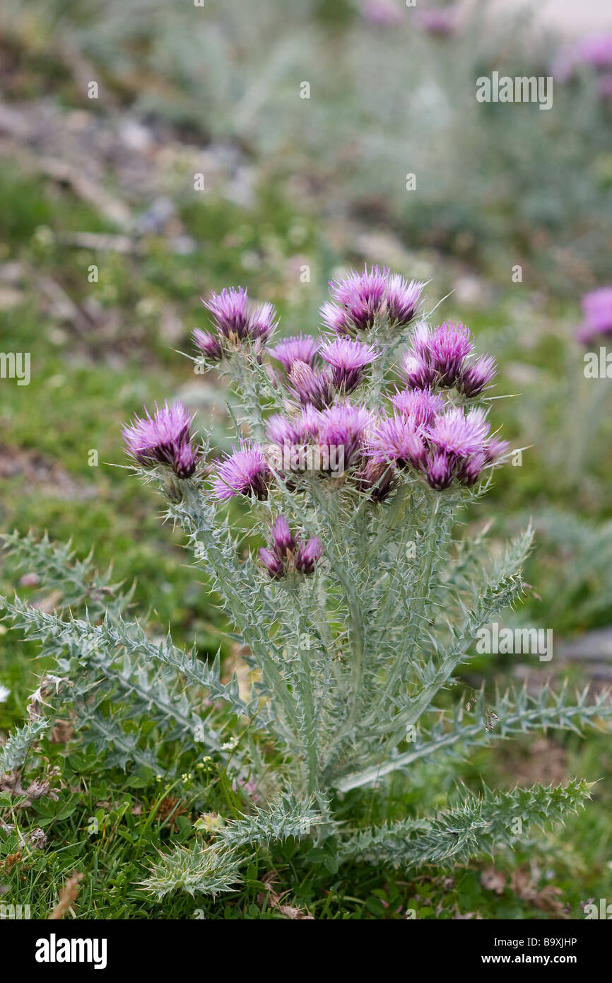 Pyrenean Thistle Carduus carlinoides Stock Photo - Alamy