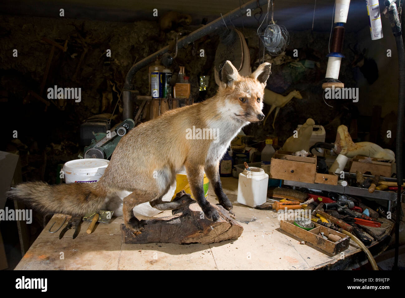 Straw fox hi-res stock photography and images - Alamy