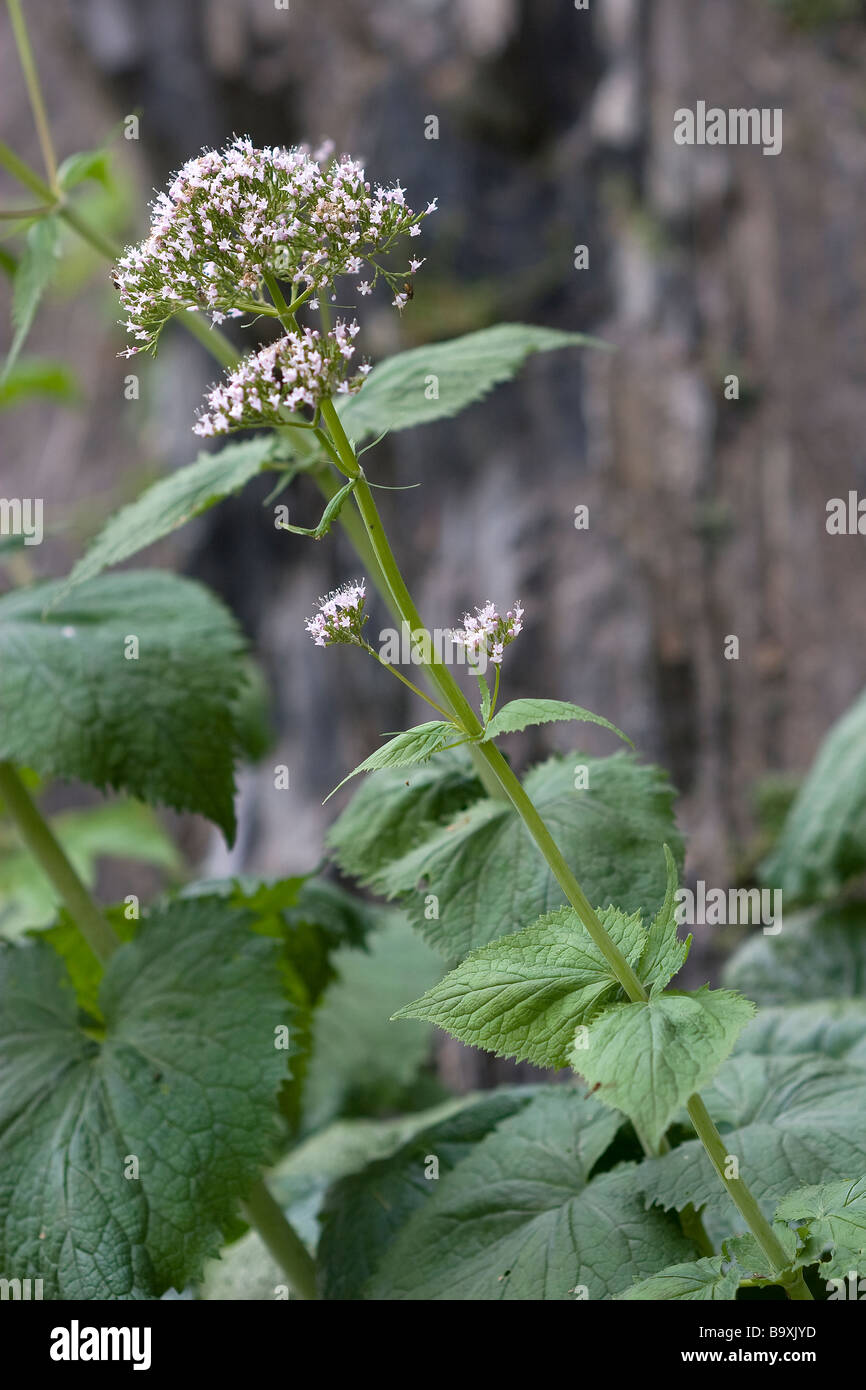 Valerian valeriana hi-res stock photography and images - Alamy